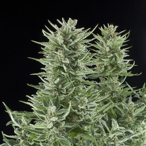 Easy Bud Cannabis Frön - Royal Queen Seeds