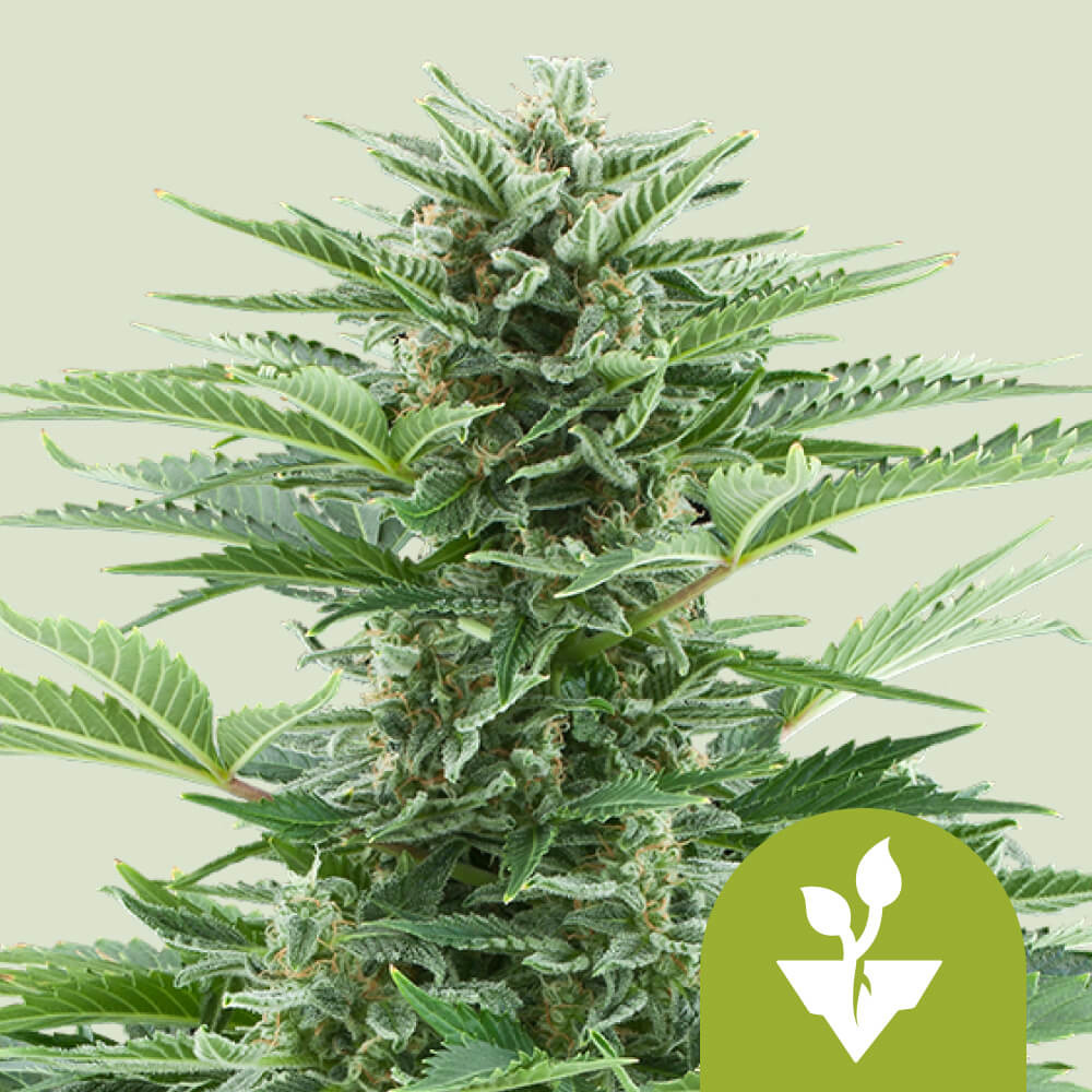Skaffa Easy Bud Auto-cannabisfrön - Royal Queen Seeds