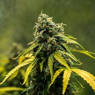 Skaffa Royal Haze Auto cannabisfrön - Royal Queen Seeds