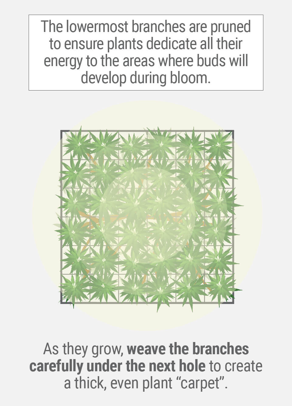 Hur och varför man ska använda ScrOG på sina cannabisplantor - RQS Blog