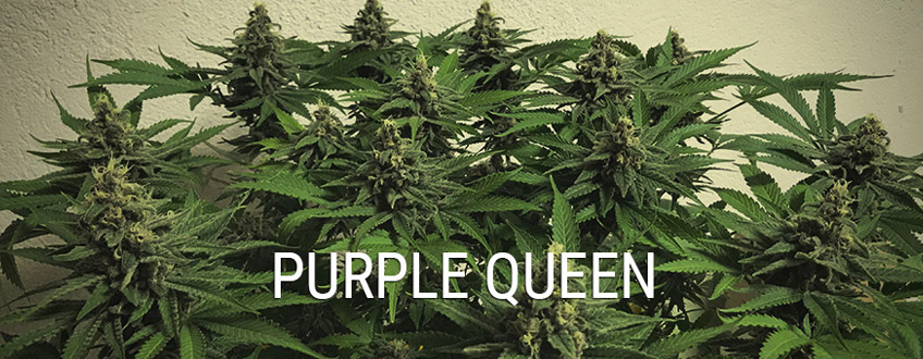 Genetiska kush-kollektion - Royal Queen Seeds