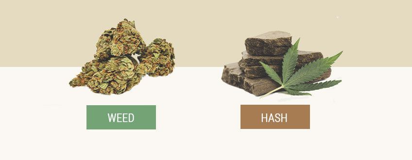 Allmän information om att odla cannabis - Royal Queen Seeds