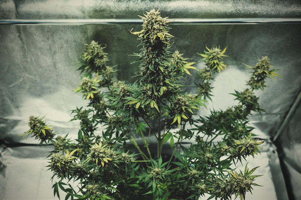 Fat Banana Auto odlingsrapport - RQS Blog